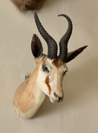 Springbok head 980380 | National Trust Collections