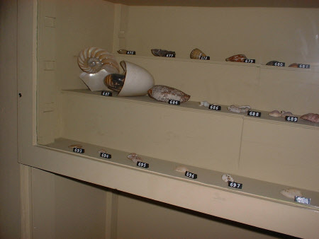 Shell 584032 | National Trust Collections