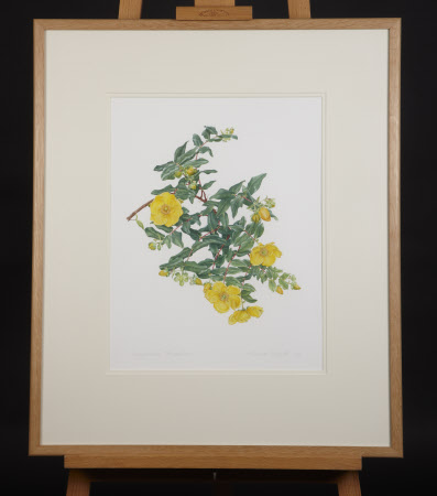 Hypericum 'Rowallane' 226211 | National Trust Collections