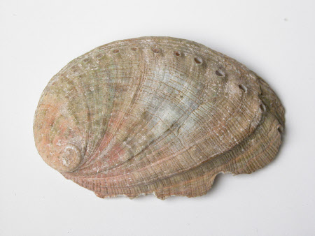 Ormer shell 1335599 | National Trust Collections