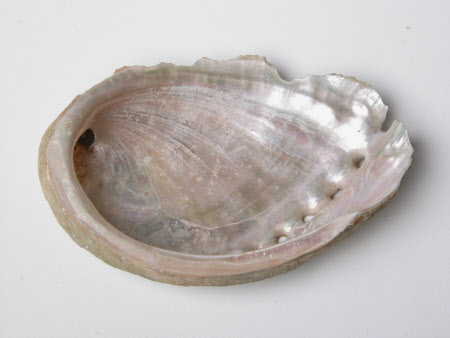 Ormer shell 1335599 | National Trust Collections