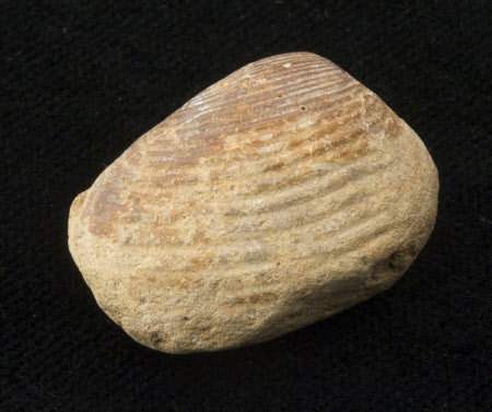 Fossil 1312854 | National Trust Collections