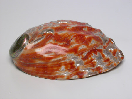 Ormer shell 1336021 | National Trust Collections