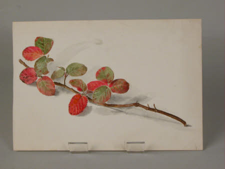 A bramble twig with red autumn tinged leaves. 286326 | National Trust ...