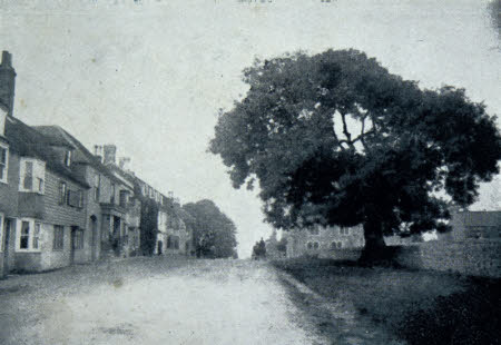 Wesley's Tree, Winchelsea 1122202 | National Trust Collections